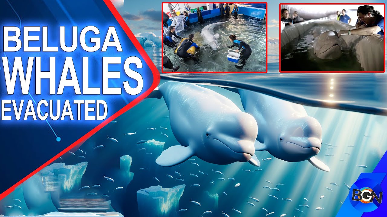 Heartwarming Rescue: Beluga Whales Saved from Ukraine Amid Conflict # ...