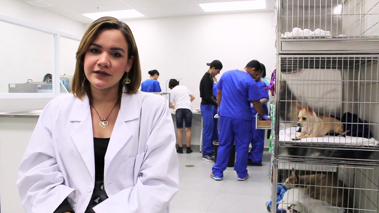 Posibles Oportunidades de Empleo como Asistente de Veterinario - YouTube