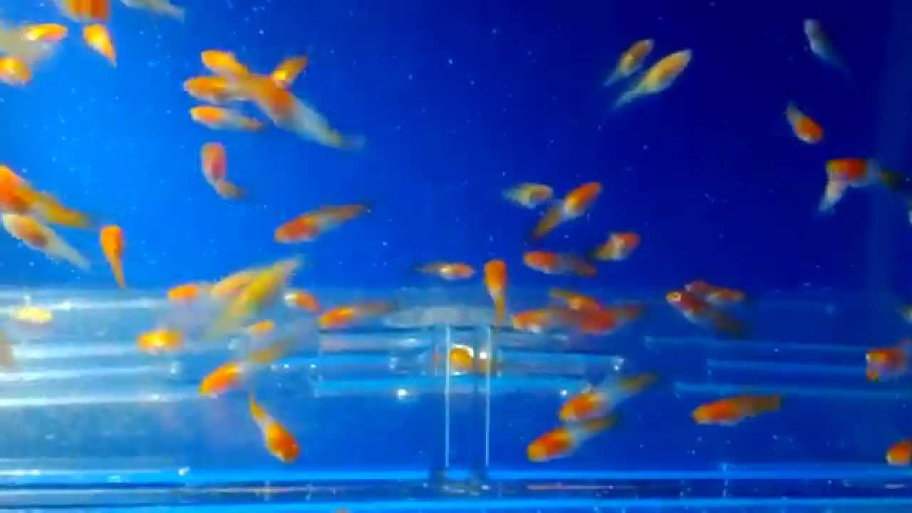 Swordtail and Molly fry - 5 to 11 days old [MDCHAM] - YouTube