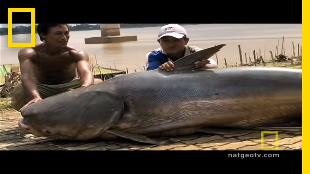 Search for the Giant Stingray | National Geographic - YouTube