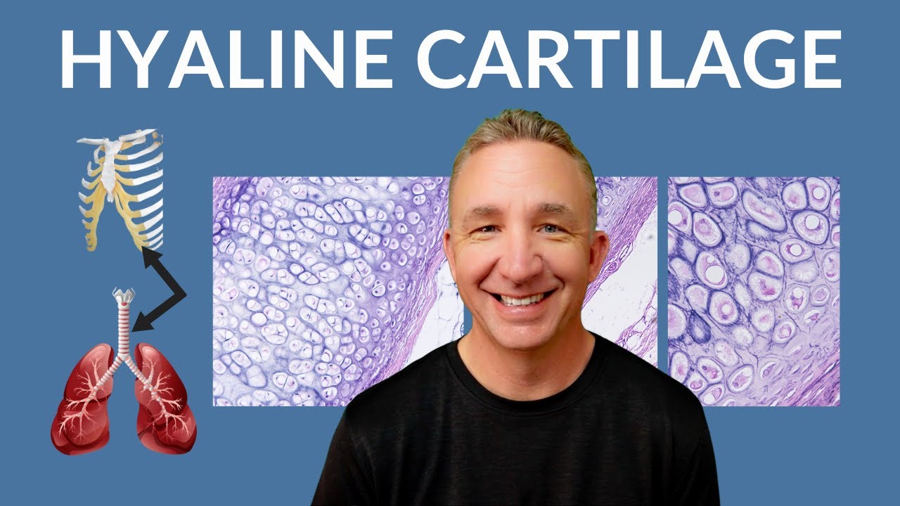 Histology of Hyaline Cartilage - YouTube