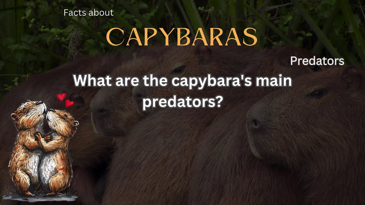 Capybara Fact 31 - What are the capybara's main predators? - YouTube