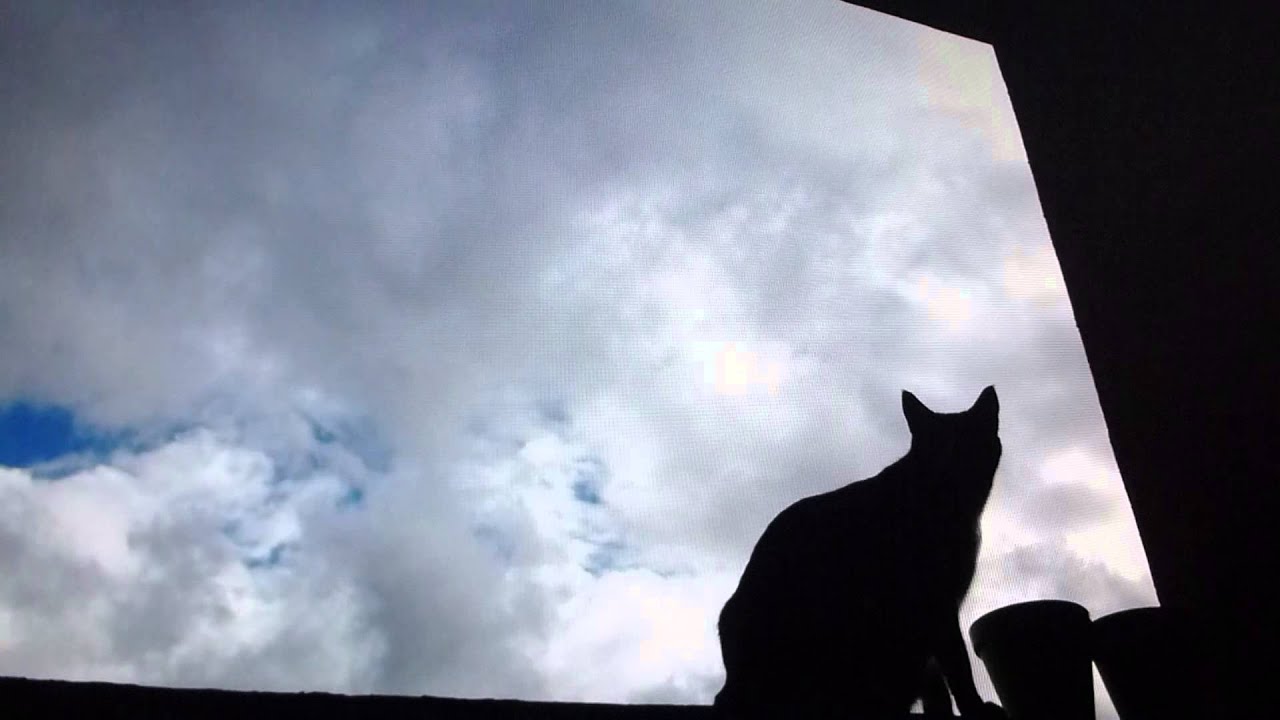 Give Prince Milo the Beat - YouTube