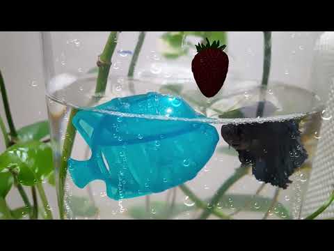 Simon The Siamese Fighting Fish Tells a Joke (Betta Fish)