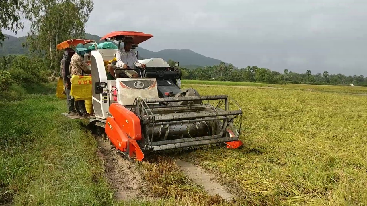 Amazing Combine Rice Harvester Kubota DC 70 Harvests Rice at Country ...