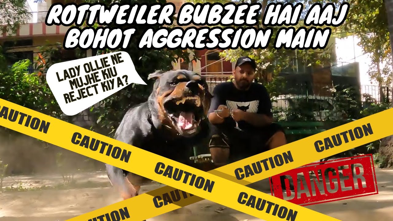 Bubzee Gusse Mein Hua Aag Babulla. Mating Nahi Kar Pa Raha Bubzee The ...
