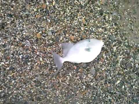 SURFCASTING ALACANT,,DIA DEL PEZ BURRO(ballesta) - YouTube