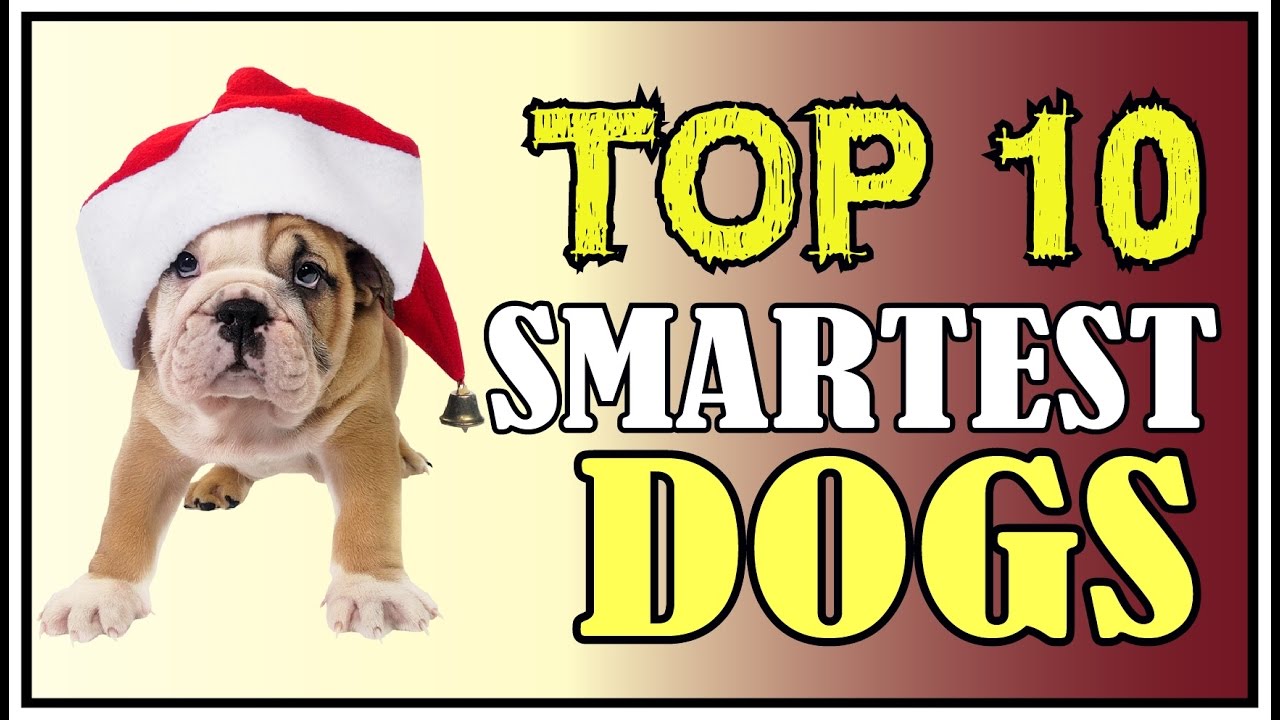 TOP 10 SMARTEST DOGS !! Top 10 Intelligent Dogs in the World - YouTube