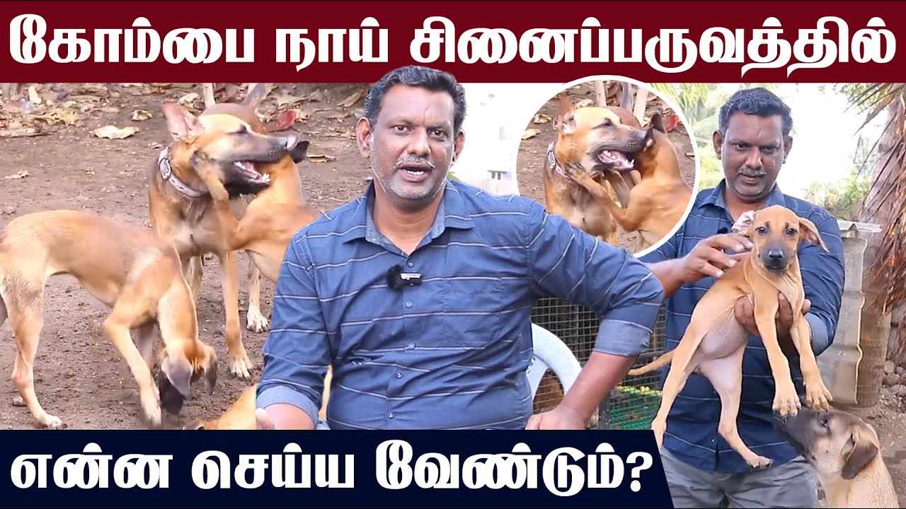 Kombai dog aggression | Kombai puppies | கோம்பை நாய் சினைப்பருவத்தில் ...