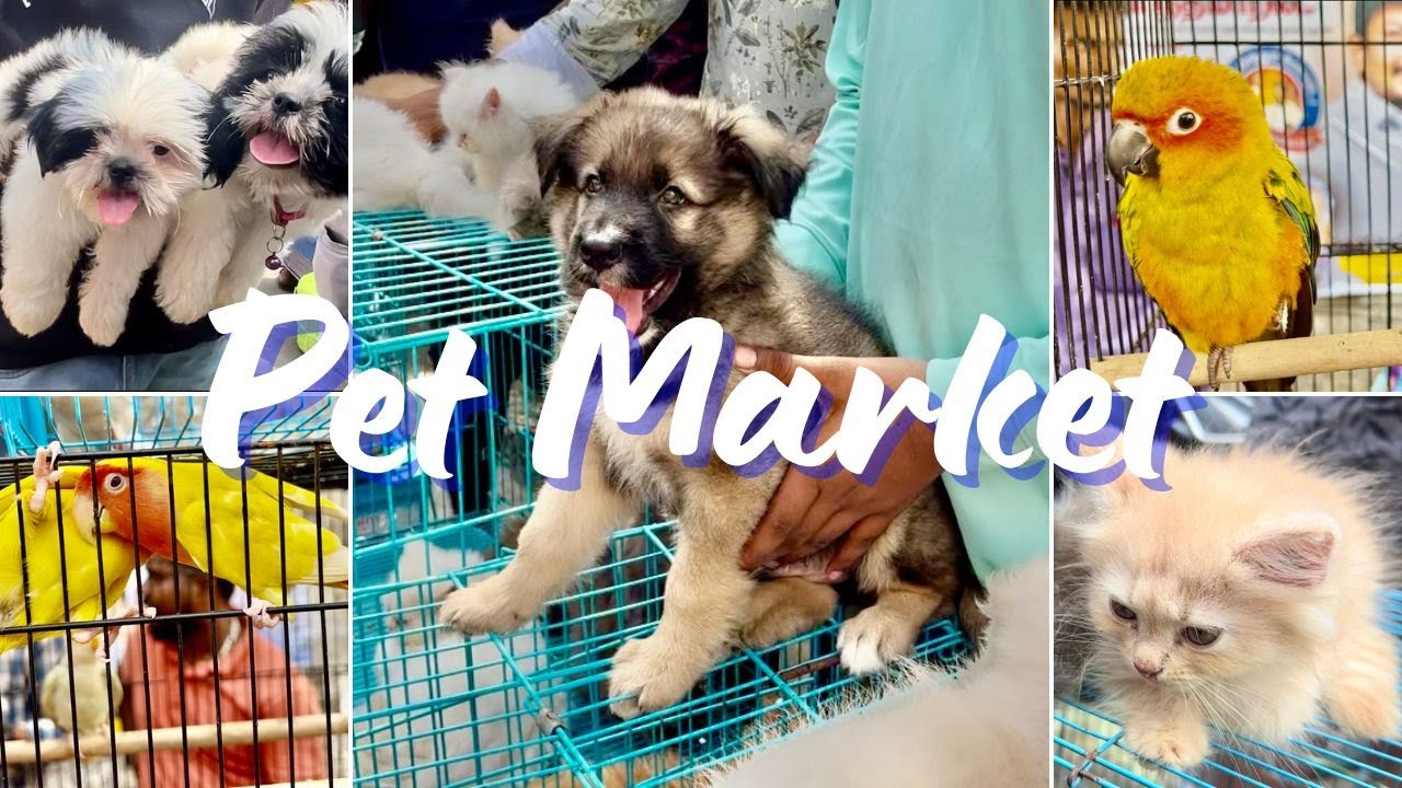 Broadway Pet Market | Buy and sell pets | Mannadi Kozhi Market ...