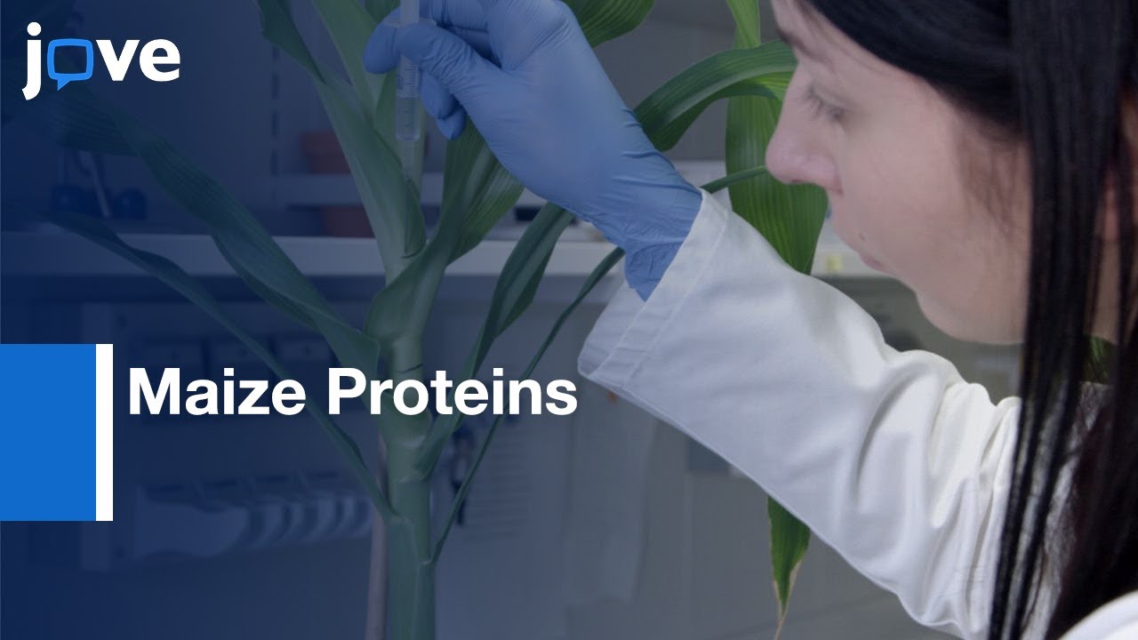 In Situ Delivery of Maize Proteins by Trojan Horse | Protocol Preview ...