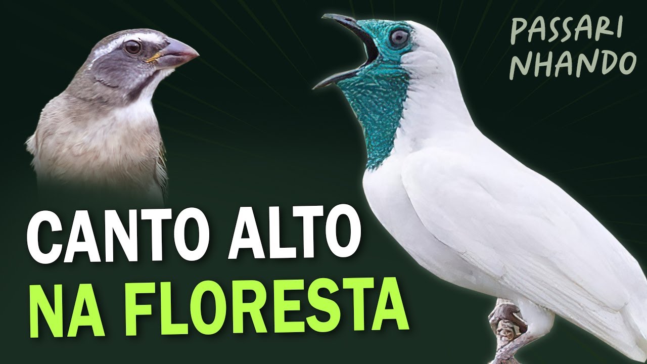 CANTO PODEROSO da ARAPONGA e outras aves da Mata Atlântica ...