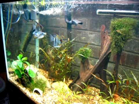 75 Gallon Planted tank - Platinum Angelfish - YouTube