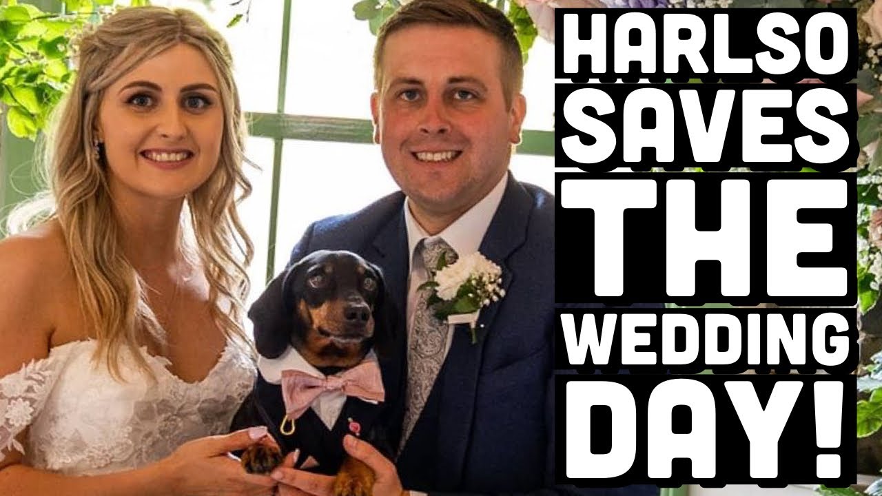 The Best Dog! Harlso Saves The Wedding Day! - YouTube