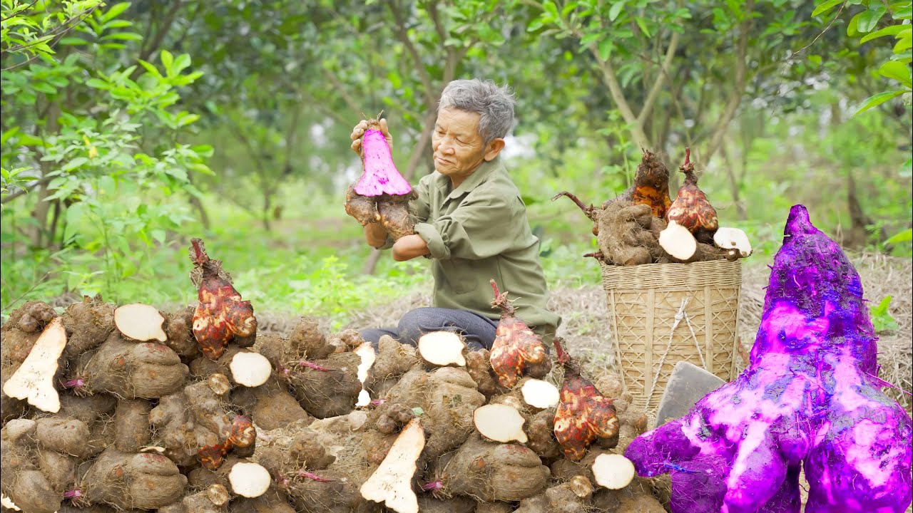 Harvesting Yam on the High Mountain - Gardening and Processing Yam ...