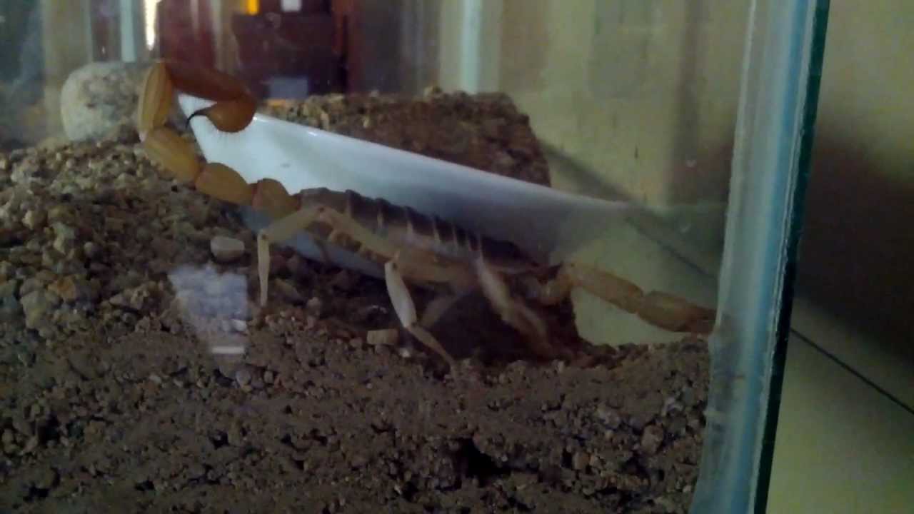 Giant desert hairy scorpion burrowing - YouTube