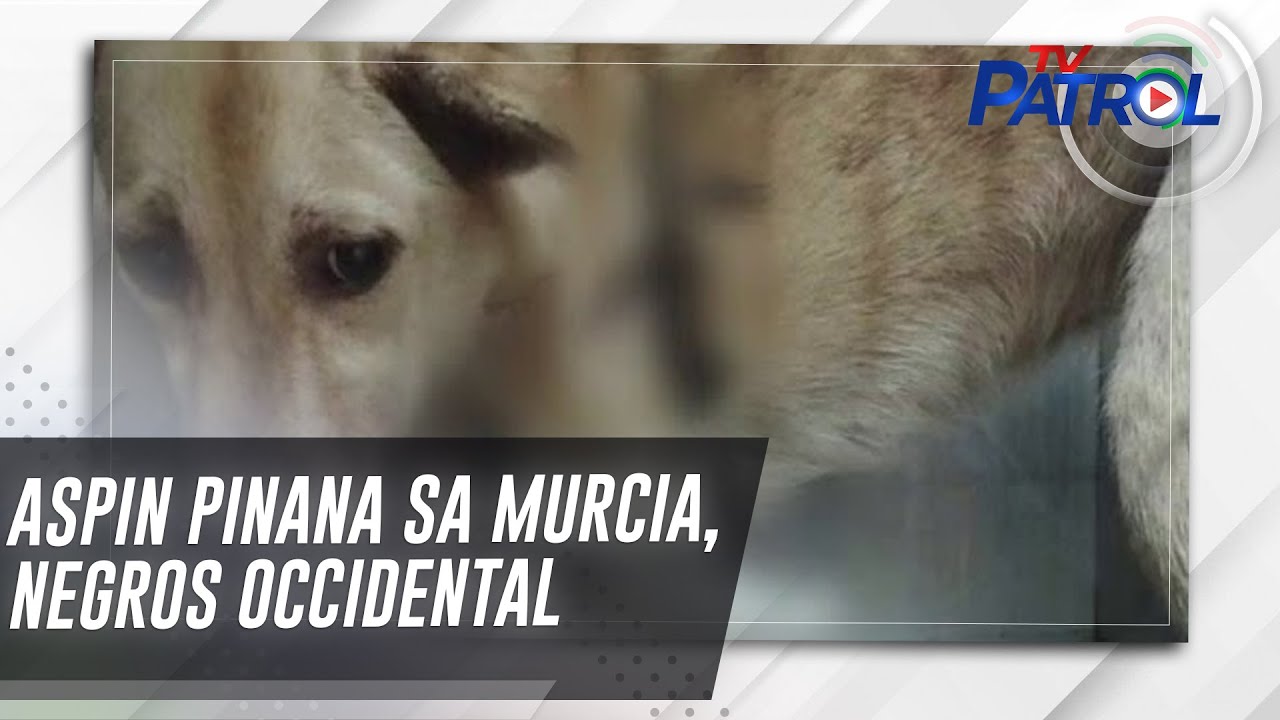 Aspin pinana sa Murcia, Negros Occidental | TV Patrol - YouTube