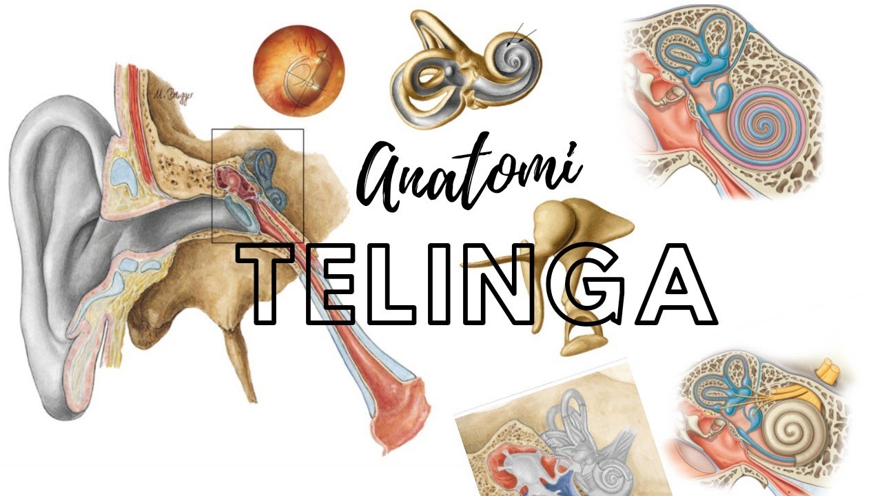 Anatomi Telinga Manusia : Sistem Pendengaran dan Kesetimbangan - YouTube
