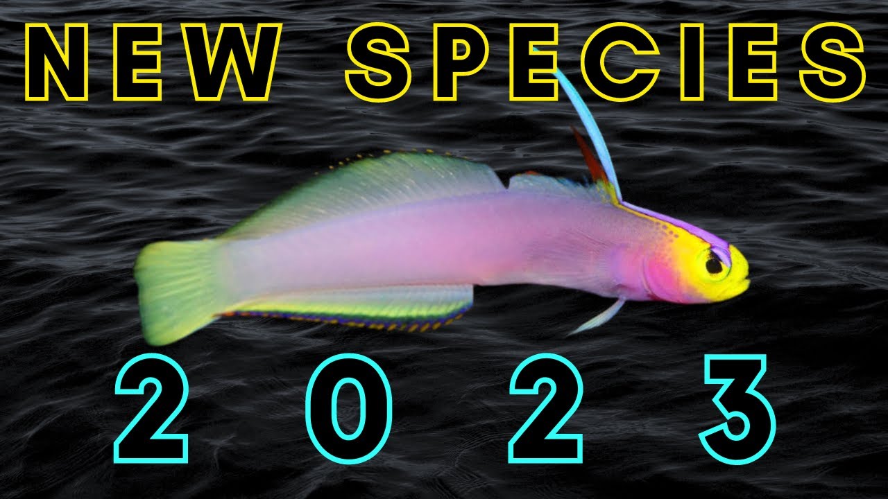 Newly Discovered in 2023 - 25 New Species - YouTube