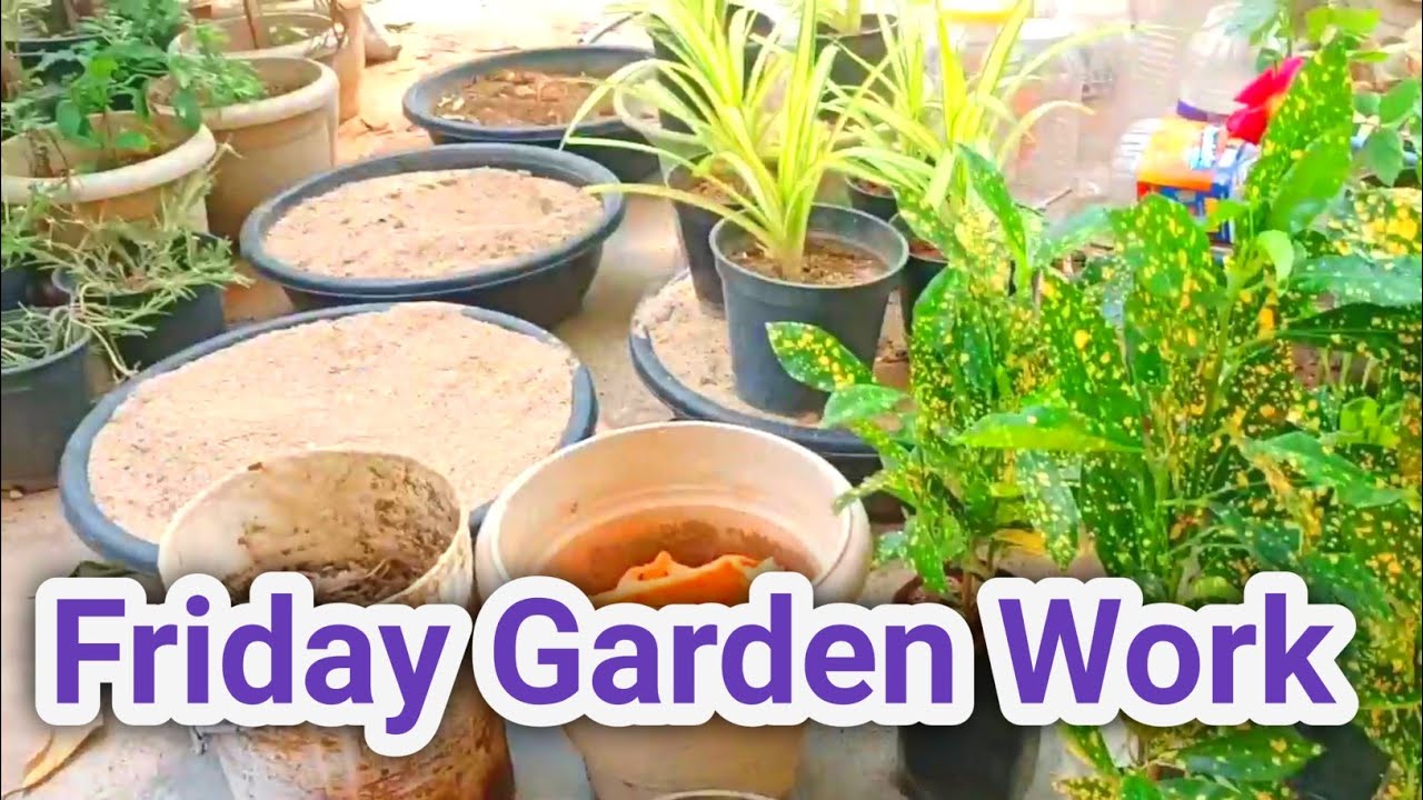 Friday Garden Work | aajka garden work kya kiya hai maine repotting ...