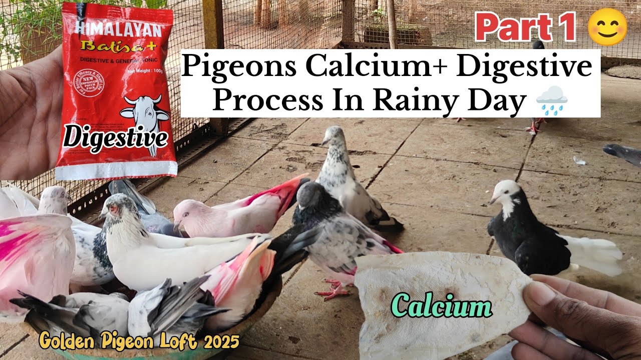 Pigeons Calcium+ Digestive Process || Informative Video | Golden Pigeon ...