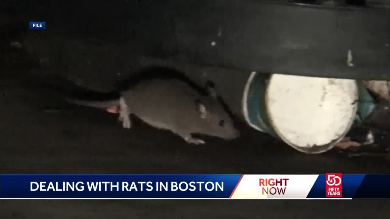 Boston declares war on rats - YouTube