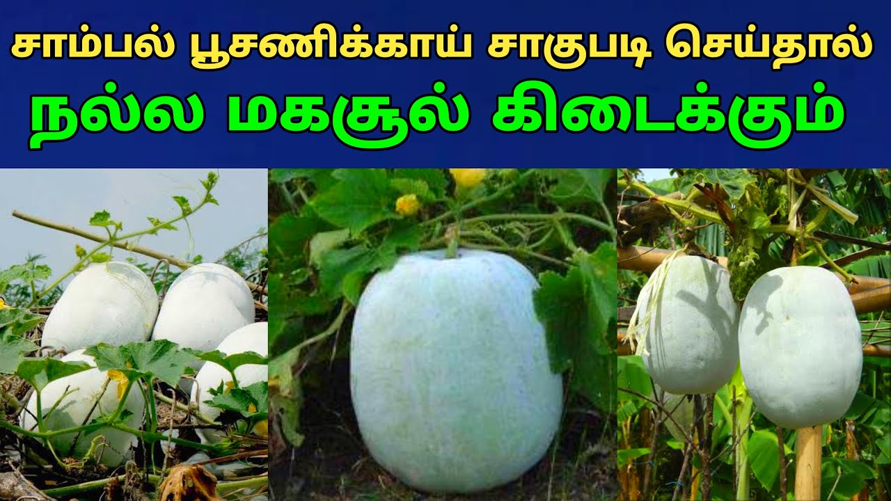 Ash Gourd Cultivation In ash-gourd-cultivation-in