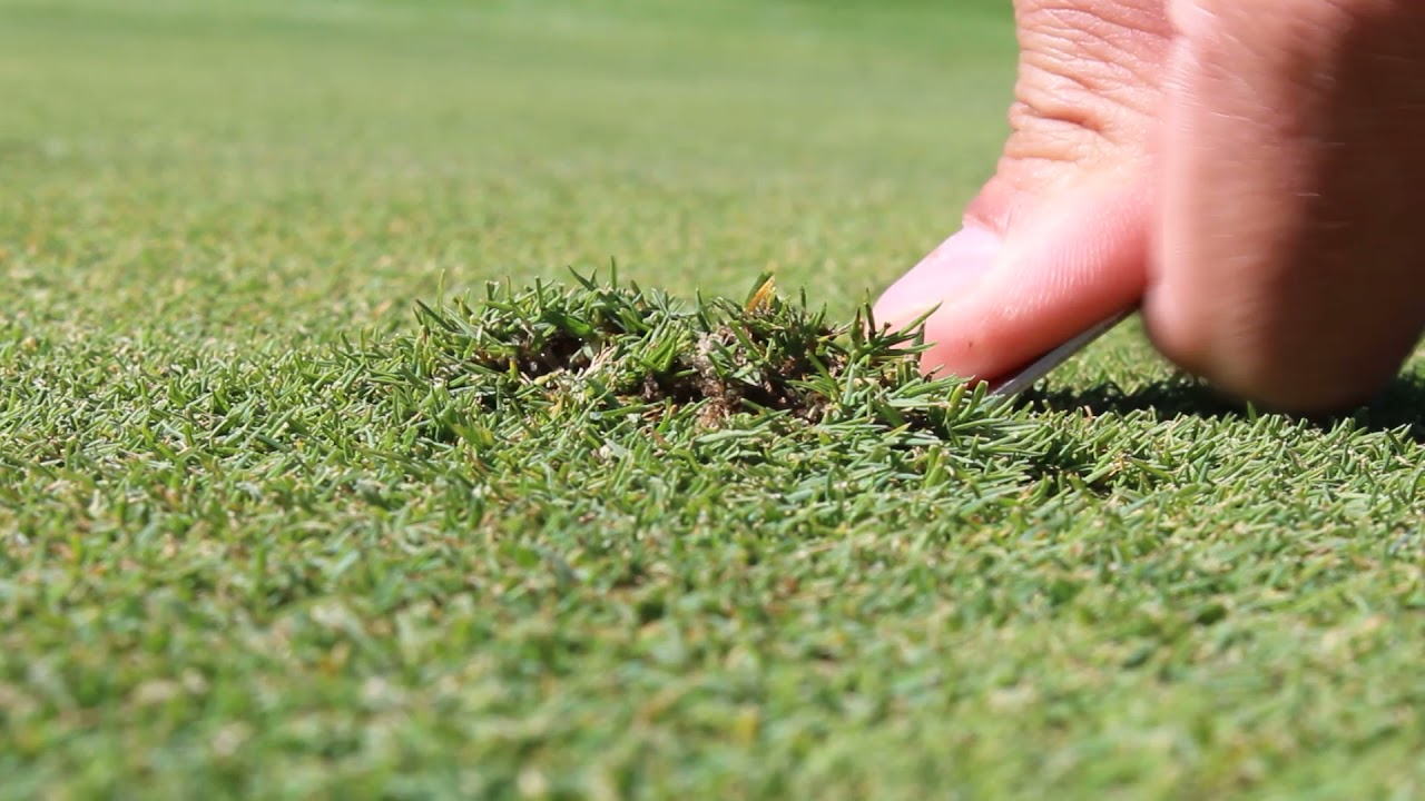 How To Repair A Golf Ball Pitch Mark at Sandra Moody blog