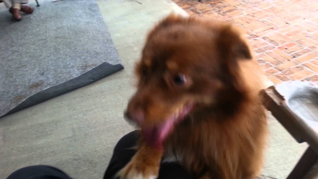 A very verbal dog. - YouTube