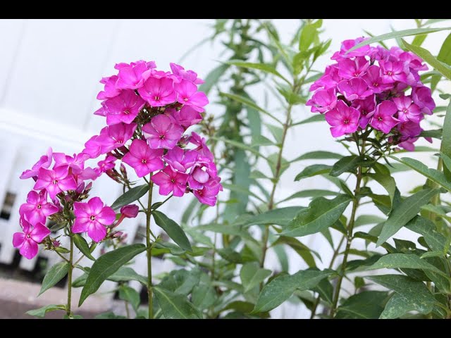 Phlox Paniculata Leaves Garden Phlox Groundwork Illinois