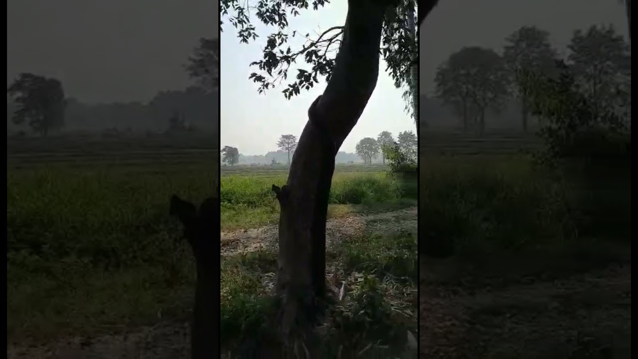 Ajgar Saap | Ajgar Video | Snake Video | Ajgar on Tree | #Shorts - YouTube