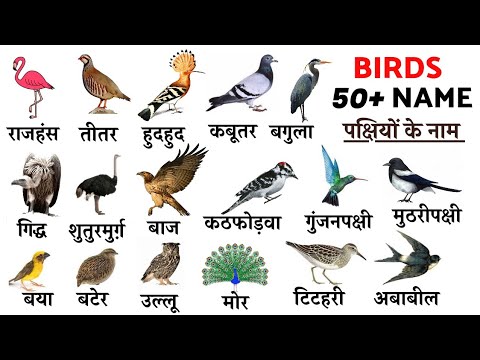 50 Birds Name in English and Hindi With Pictures | पक्षियों के नाम ...