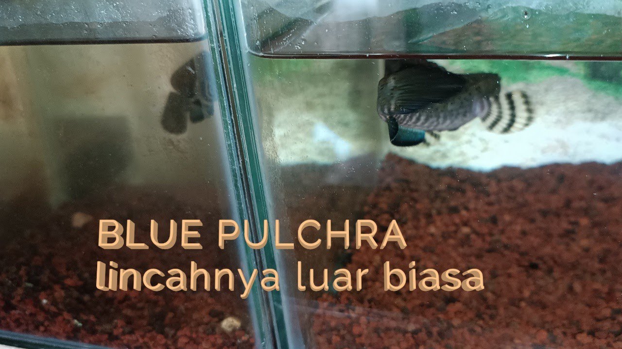 blue pulchra lincahnya luar biasa - YouTube
