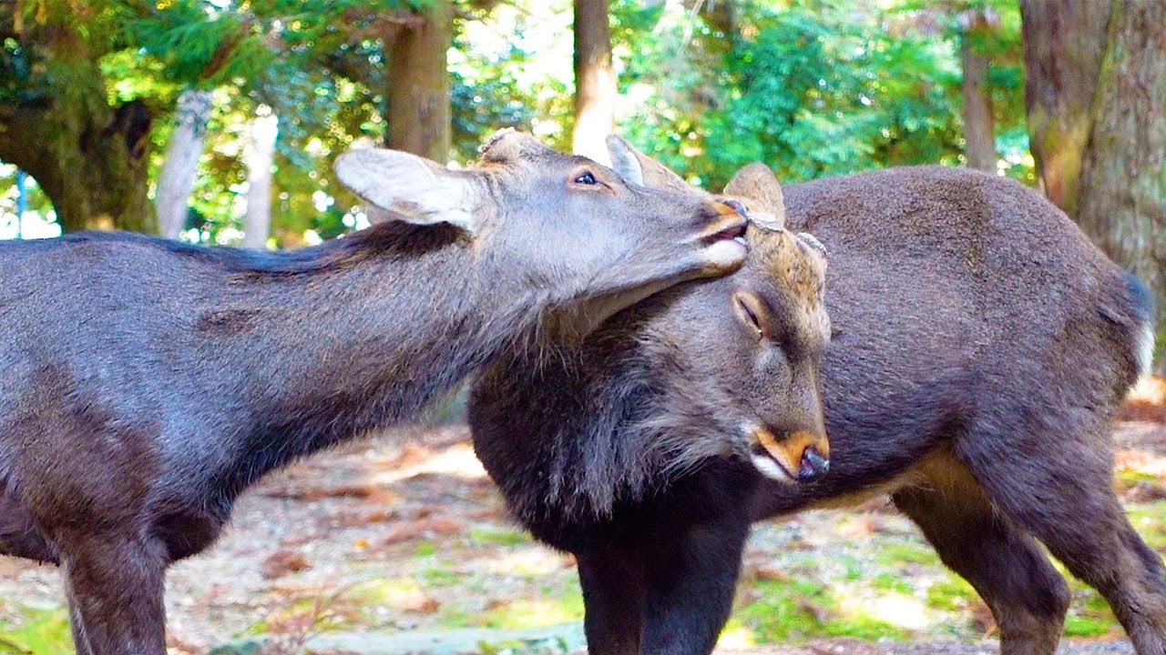 Nara's Deer Warmly Grooming - YouTube