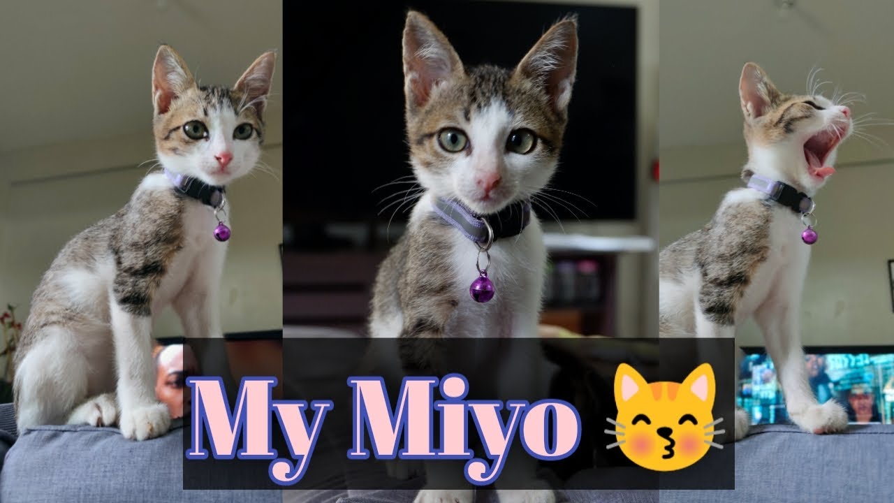 My Miyo | My Cat | heson enrijo - YouTube
