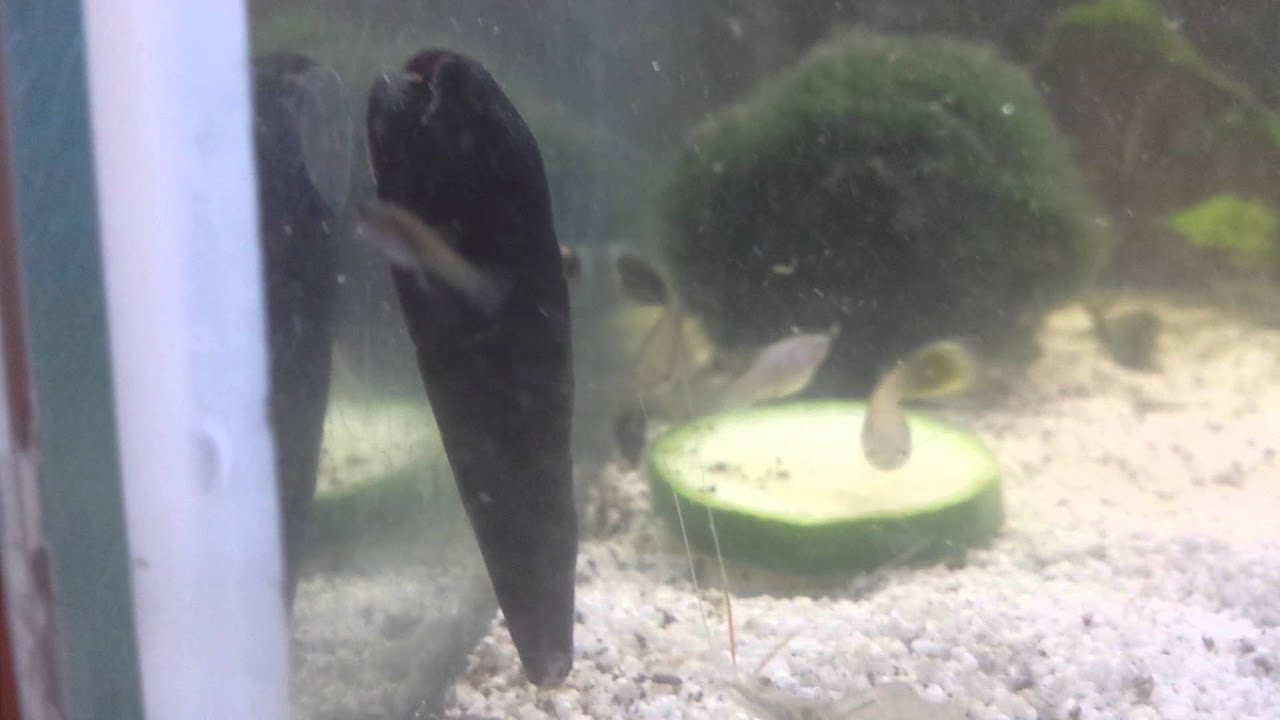 Black Devil Spike Snail - YouTube