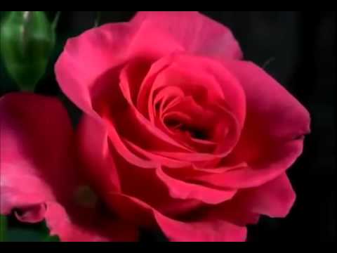 Hello, Honey. Russian popular song in the English version. Sergei Chekalin