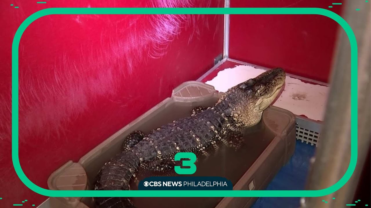 8-foot alligator rescued from a North Philadelphia row home - YouTube