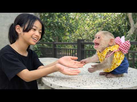 Baby Monkey Baba Overjoyed as Sister Xu Surprises Him with a Heartwarming Visit