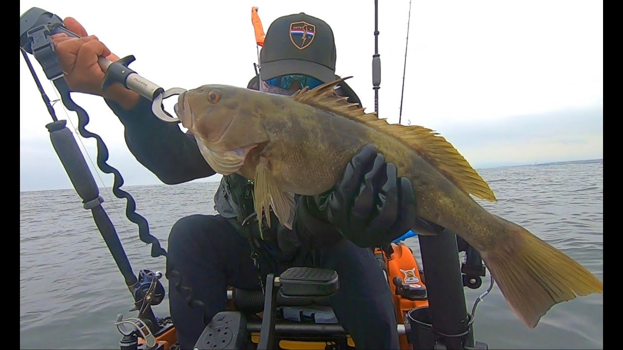 Caught this Sand Bass in over 300 Feet of Water! - YouTube