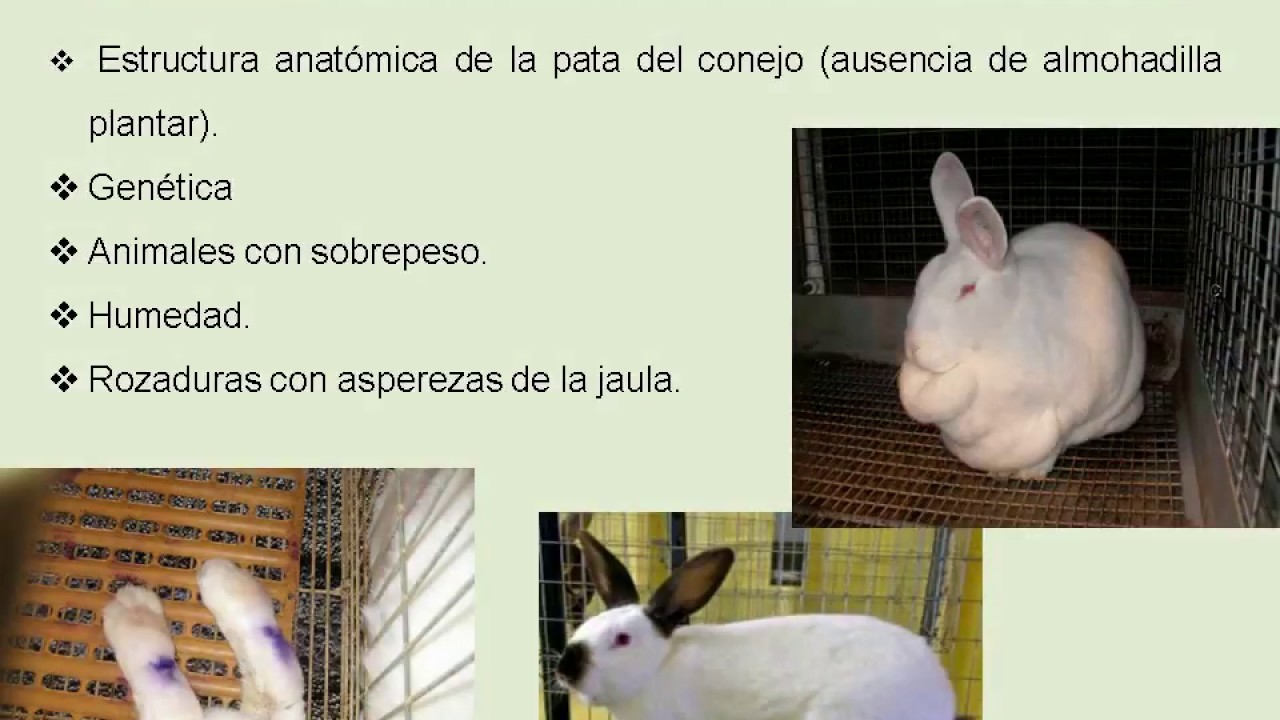 pododermatitis en conejos - YouTube