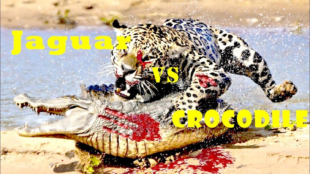 The most lethal attack of the Jaguar | Jaguar attacks and kills Crocodile - YouTube