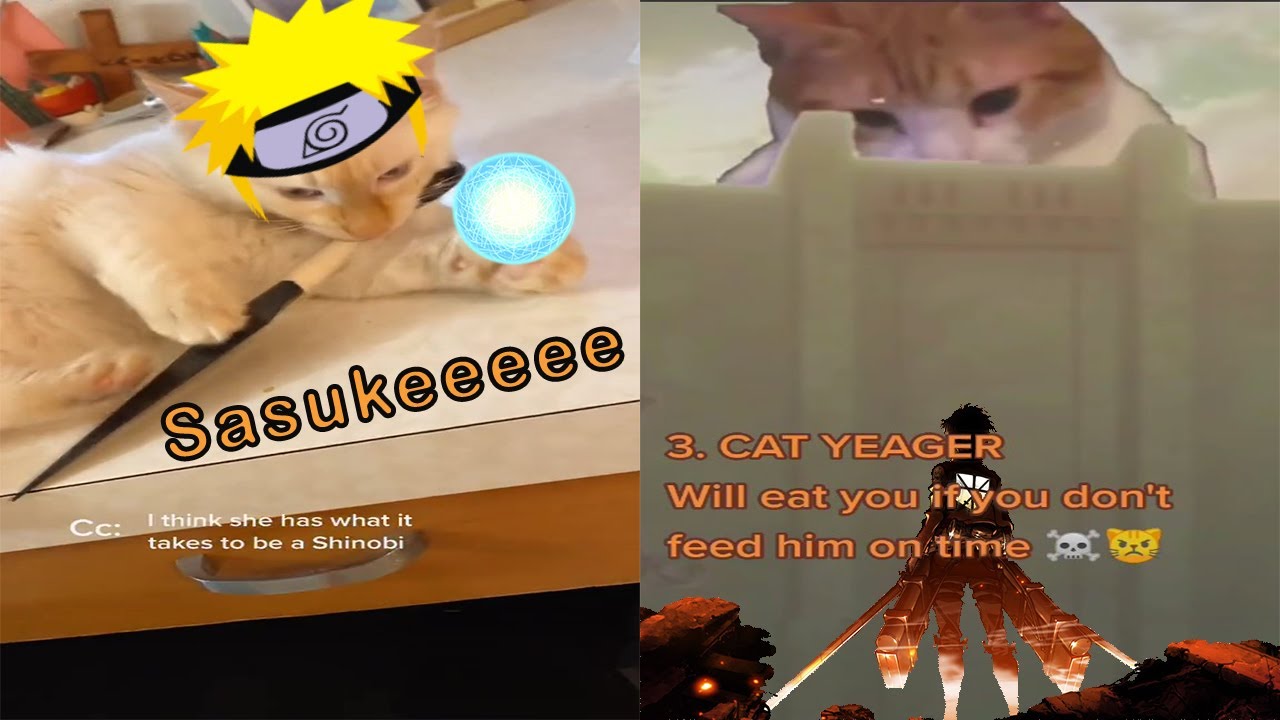 Funniest Cat Video Compilation Ever Made | Best TikTok Cats Meme Videos ...