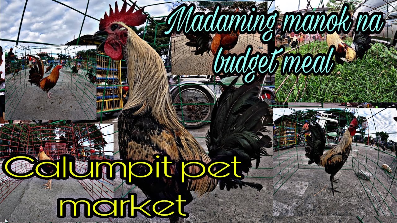 Madaming manok na budget meal , Calumpit pet market . - YouTube