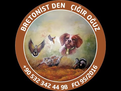 EPAGNEUL BRETON BILDIRCIN AVI 2017-1 ÇIĞIR OĞUZ