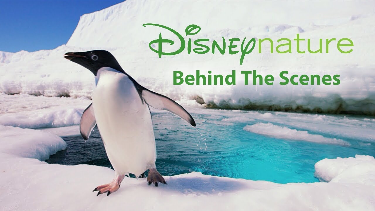 Disneynature's Penguins: Behind The Scenes In Icy Antarctic (2019 ...