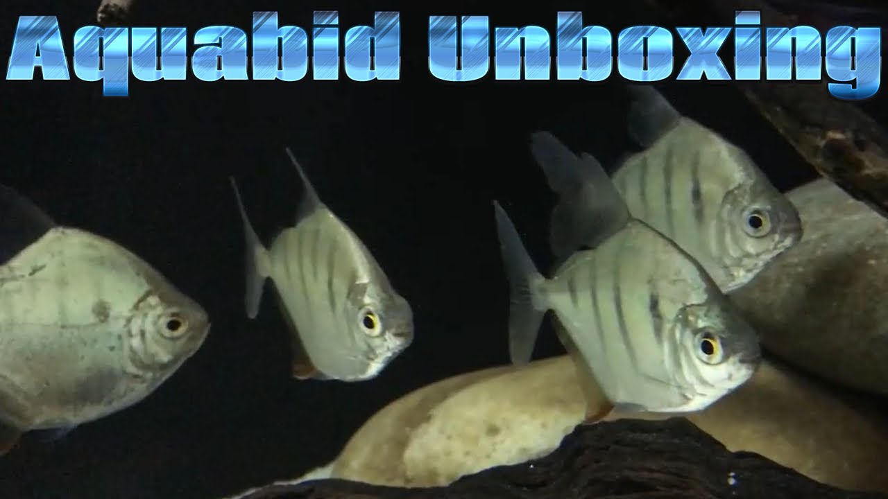 Aquabid Tiger Silver Dollars Unboxing + Footage - YouTube