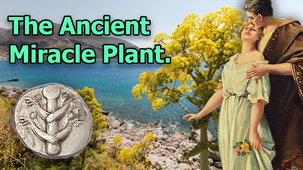 Silphium: The Extinct Miracle Plant of Ancient Rome - YouTube