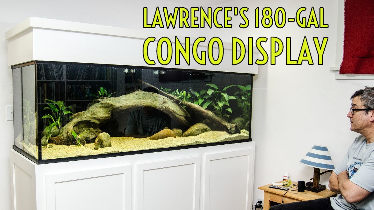 Lawrence's 180-gallon Custom Aquariums Display - YouTube