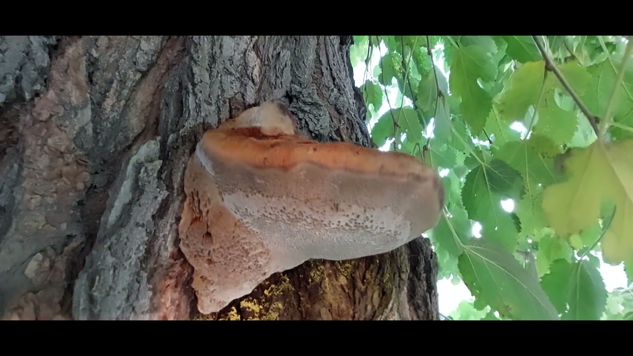 상황버섯 (Phellinus linteus) 60년 뽕나무 7개월 된것 직촬 2023.11.2, - YouTube